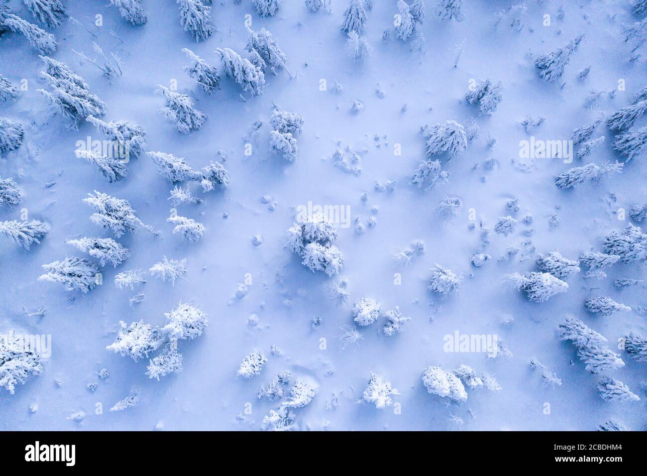 Aerial flying over spruce forest hi-res stock photography and images ...
