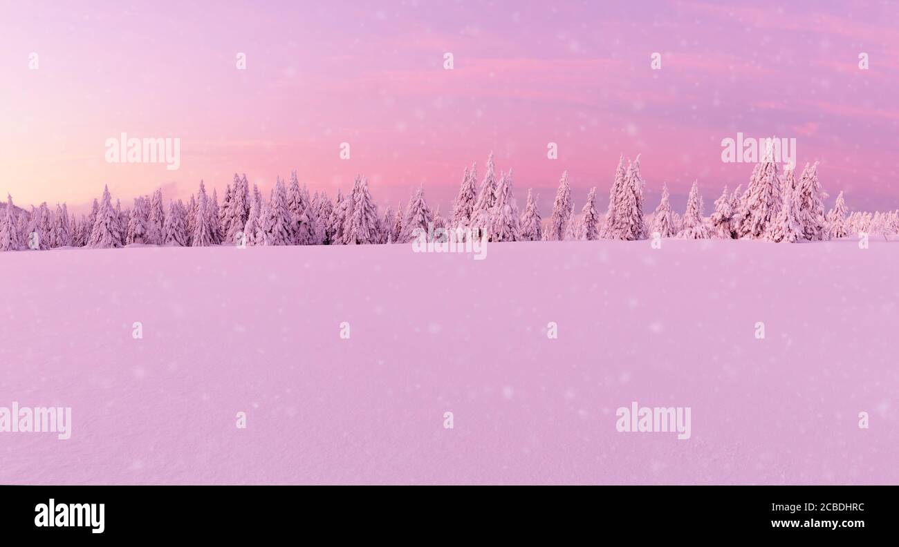 Panoramic idyllic winter landscape with spruce trees and snowy meadow ...