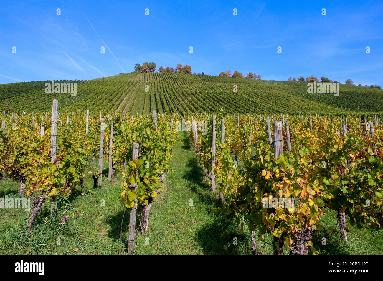 Beautiful scenery of grape trees in the vineyard Stock Photo - Alamy