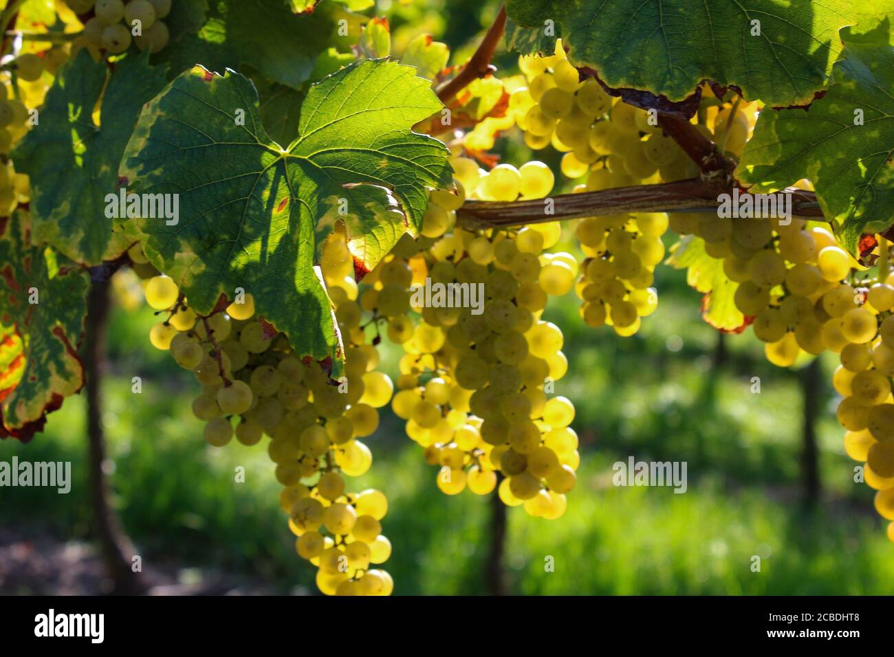 Closeup shot of grapes growing on the trees in the vineyard Stock Photo ...