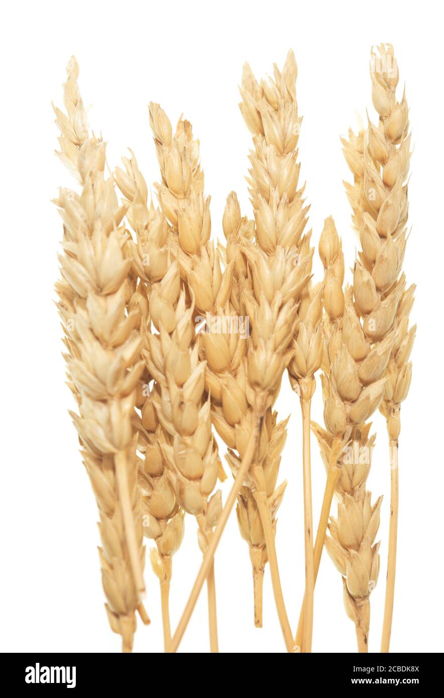 Wheat isolated on white background Stock Photo - Alamy