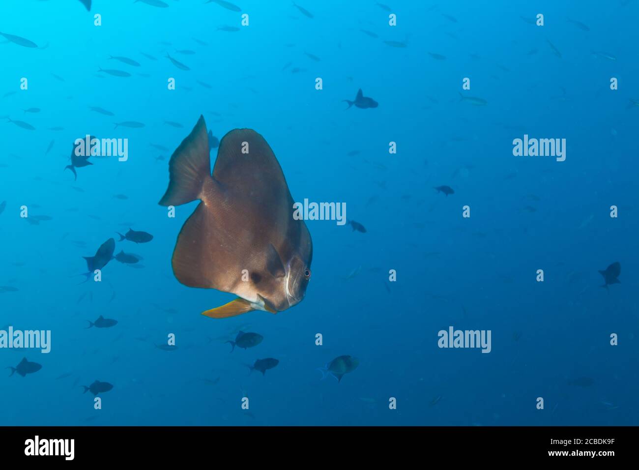 Big flat fish in Indian ocean, Maldives atoll. Underwater photography ...