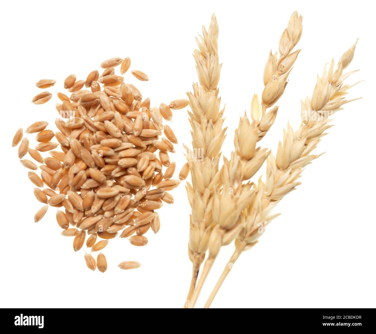 Wheat isolated on white background Stock Photo - Alamy