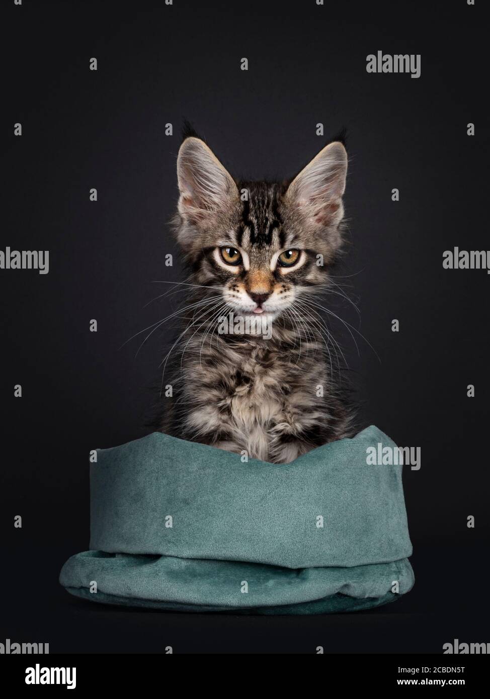 Mesmerising black tabby Maine Coon cat kitten, sitting in green velvet ...