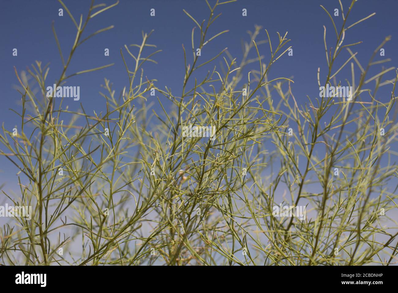 Needle like Linear foliage of Cheesebush, Ambrosia Salsola, Asteraceae ...