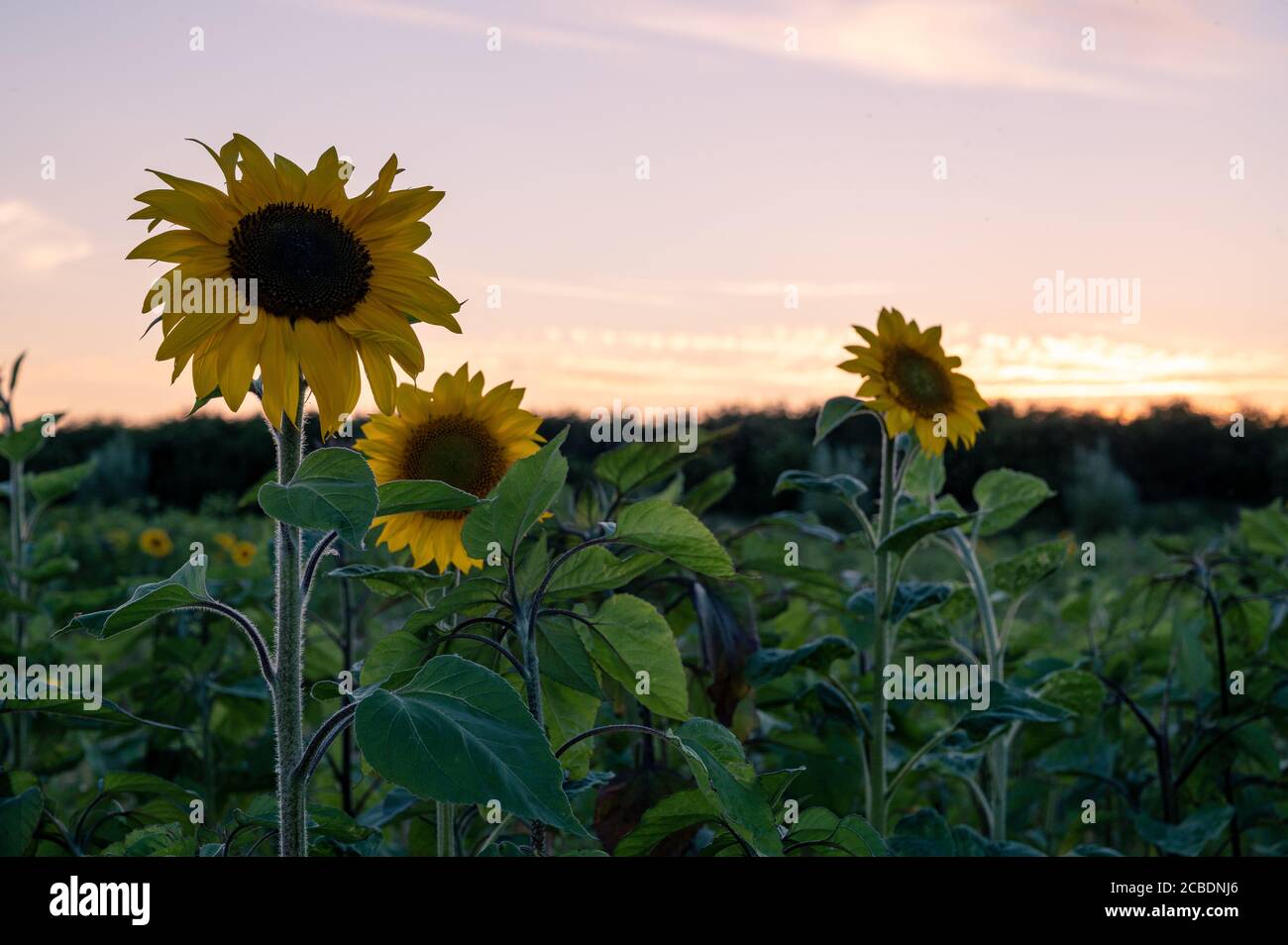 Three backlit sunflowers on a greenfield during sunset Stock Photo - Alamy