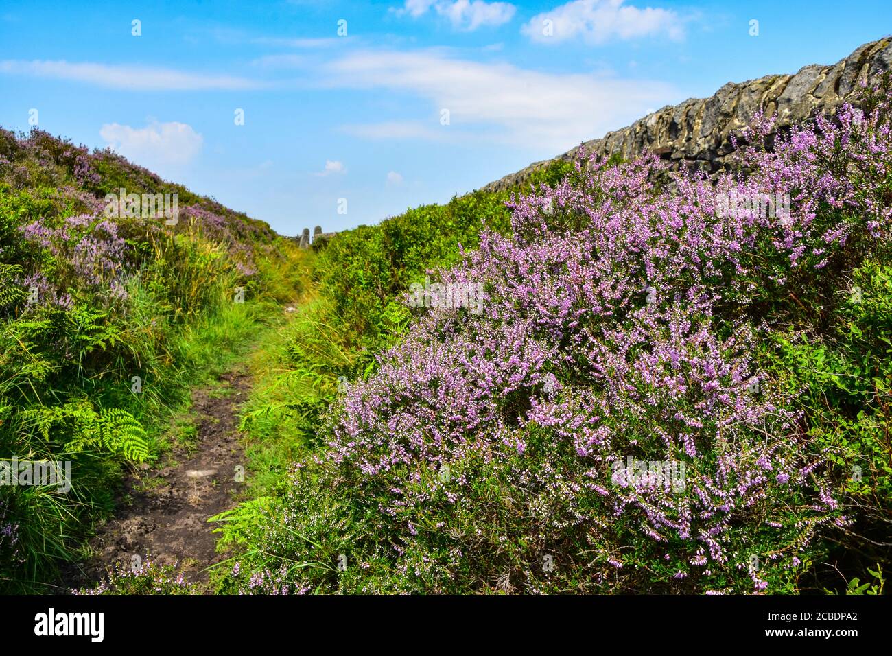 Heather, Heptonstall Moor, Pennines, Yorkshire Stock Photo - Alamy