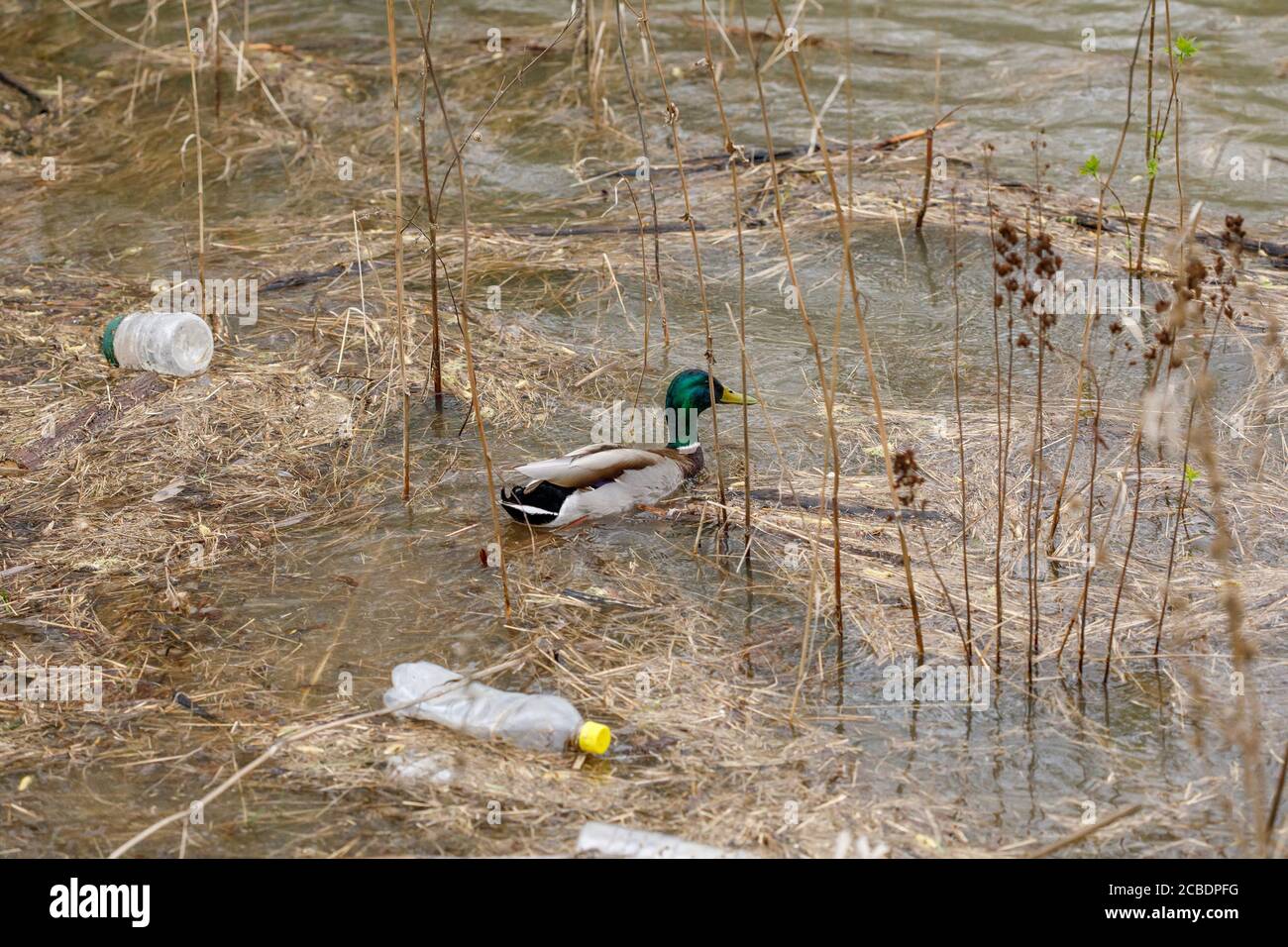 Duck swimming in a river with waste bottles, plastic garbage pollution ...