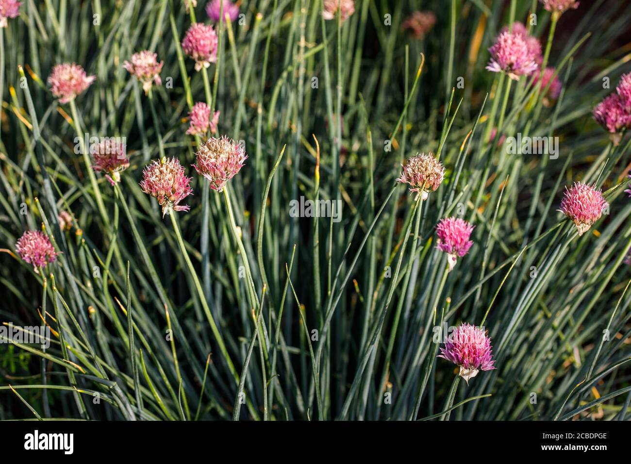 Patch with blooming garlic. Vegetable growing in garden or farm Stock ...