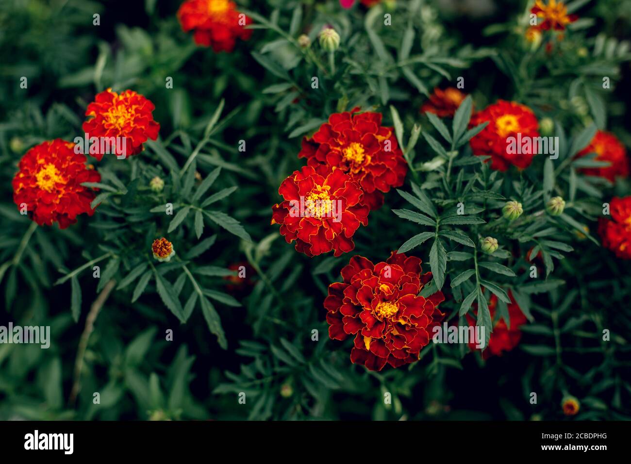 Big red marigold flowers in garden, summer background closeup Stock ...