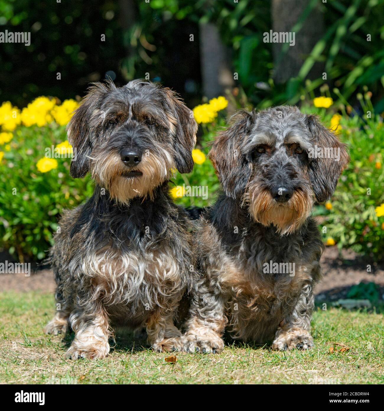 Two miniature wirehaired dachshunds hi-res stock photography and images ...