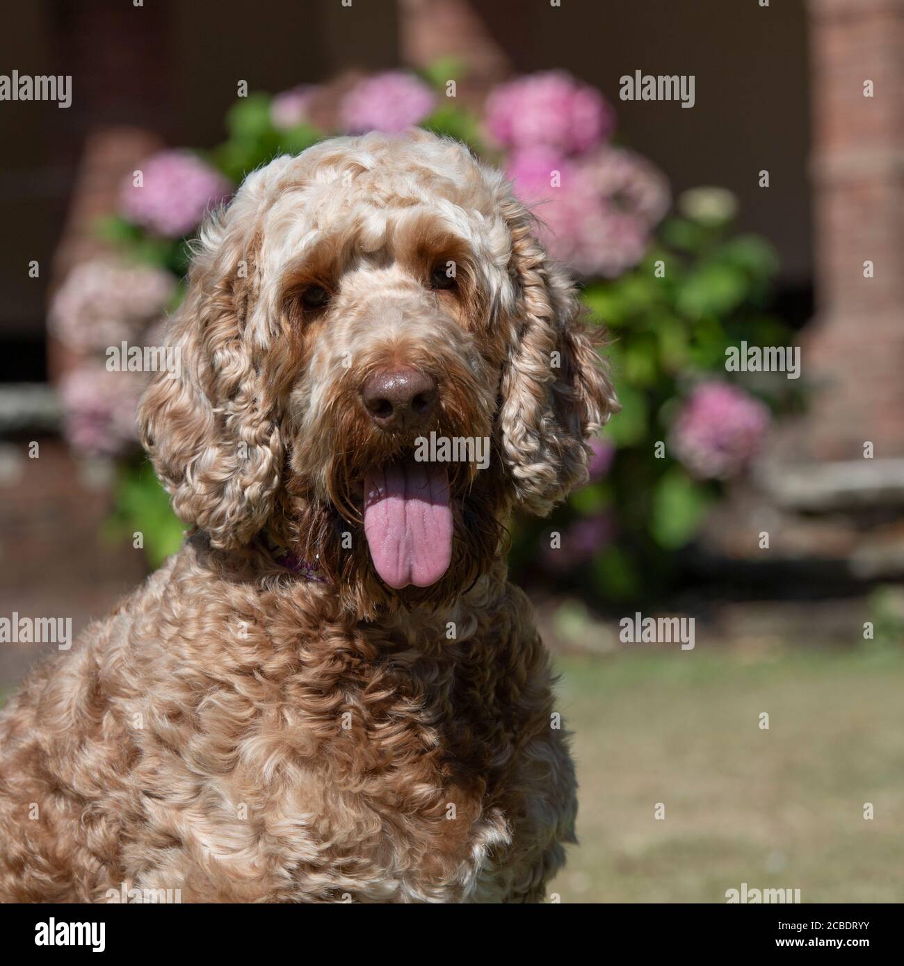 Sitting dog with tongue out pet hi-res stock photography and images - Alamy