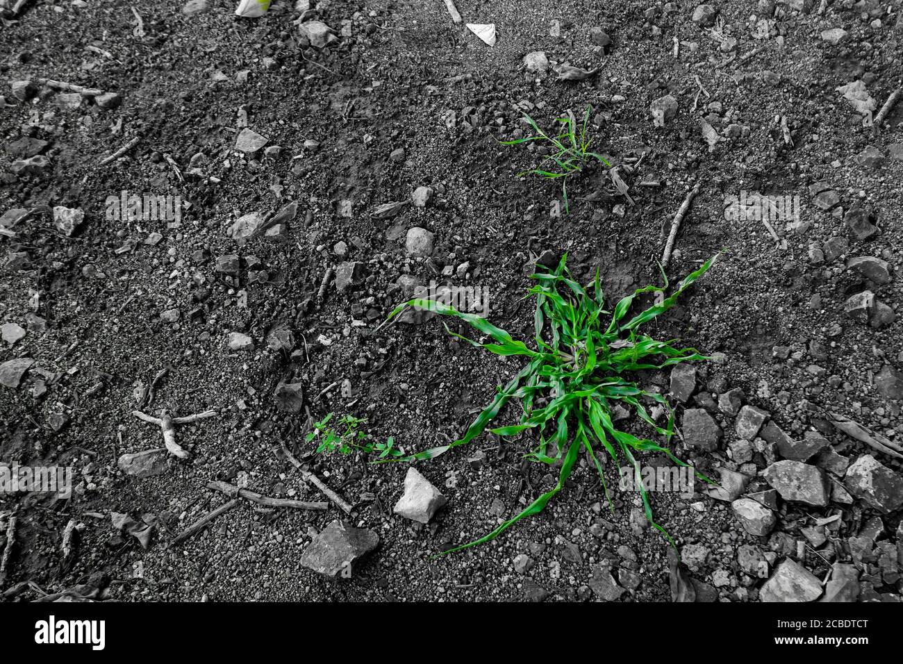 a top view of green grass isolated on ground Stock Photo - Alamy