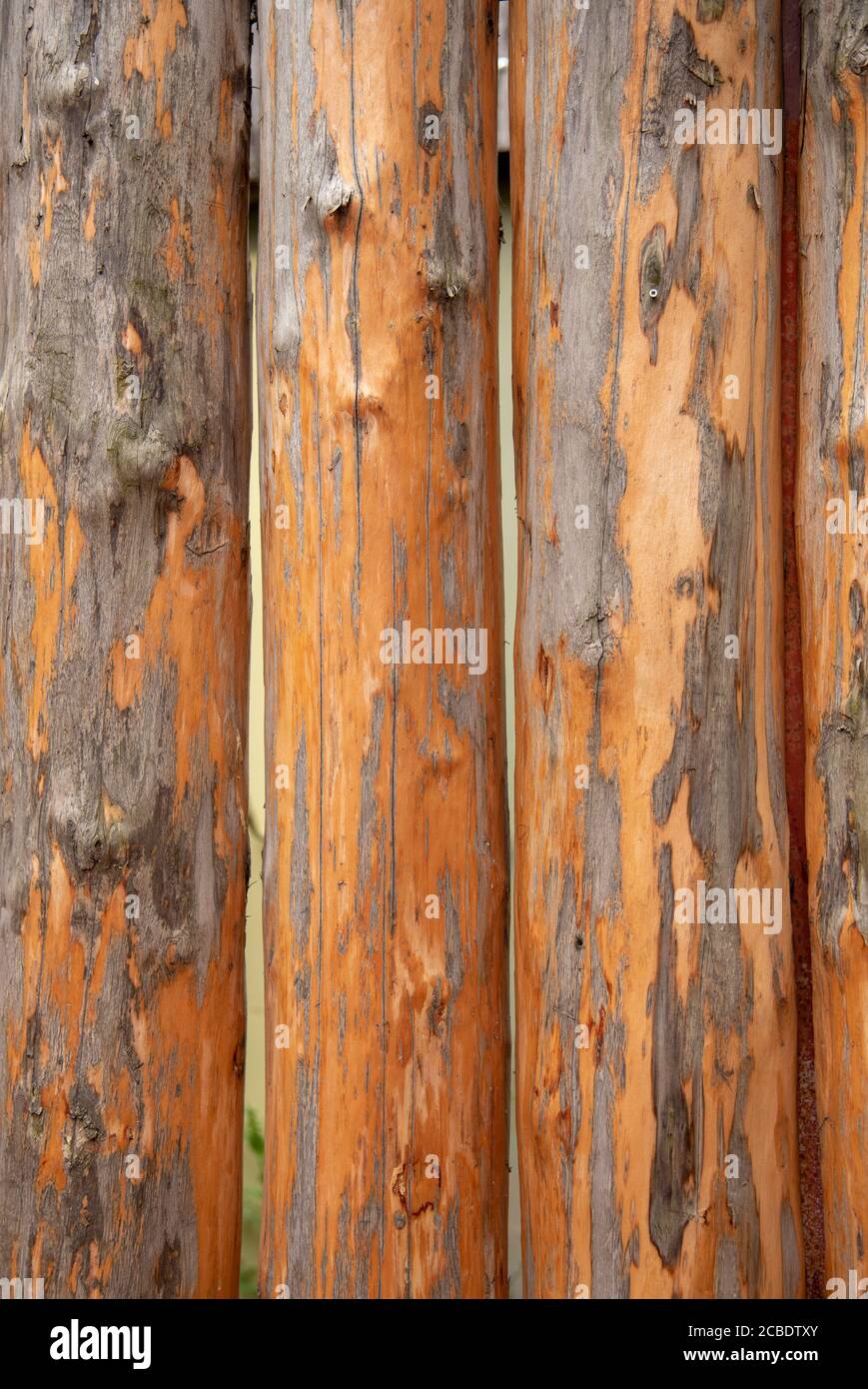 Full frame wooden round logs as backdrop Stock Photo - Alamy