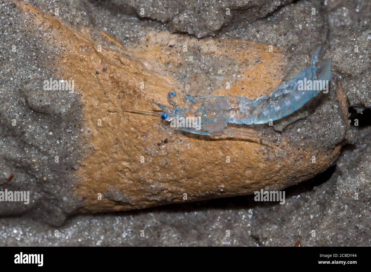 Crab zoea larvae on the beach, Cape Town, South Africa Stock Photo - Alamy