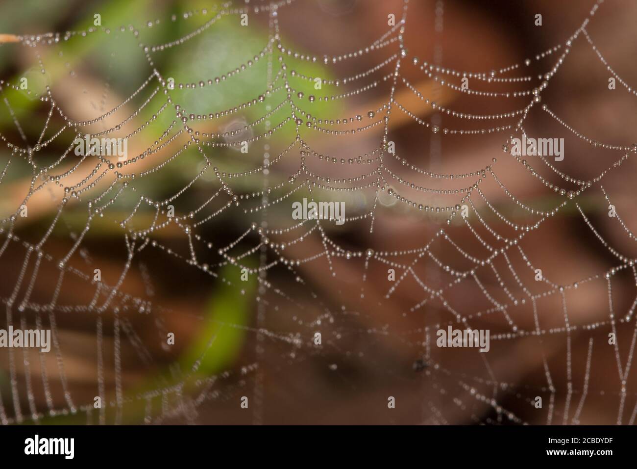 Beautiful spiders web in a garden covered in rain drops, Cape Town ...