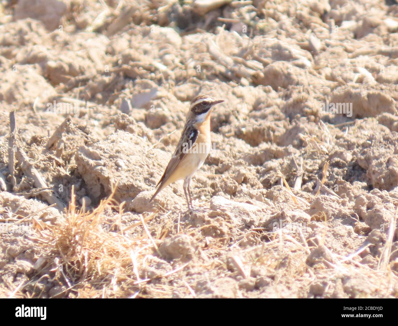 Bird in its own habitat Stock Photo - Alamy
