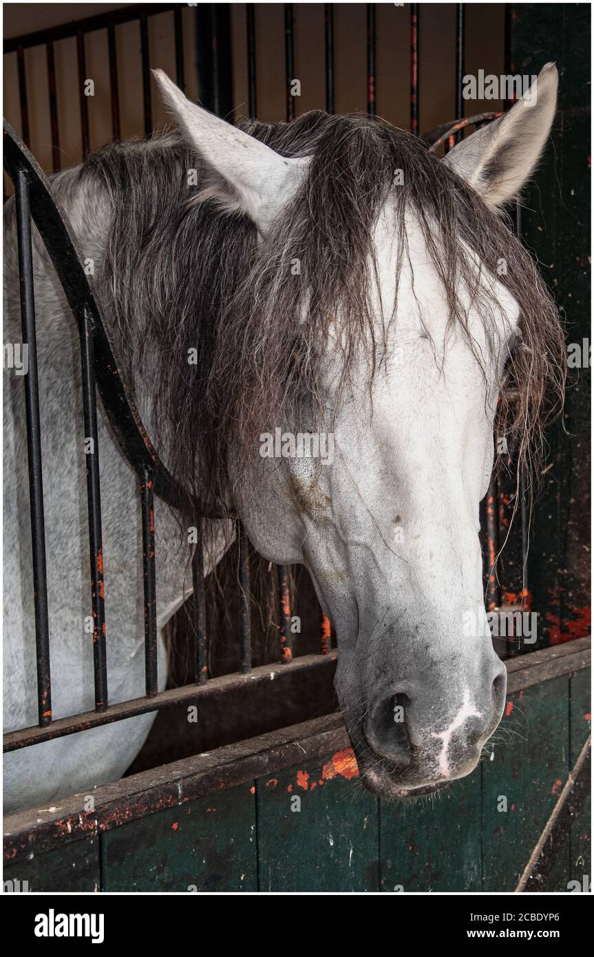 Tired horse Cut Out Stock Images & Pictures - Alamy