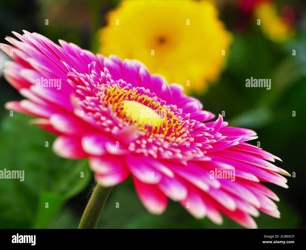 Persian daisy hi-res stock photography and images - Alamy