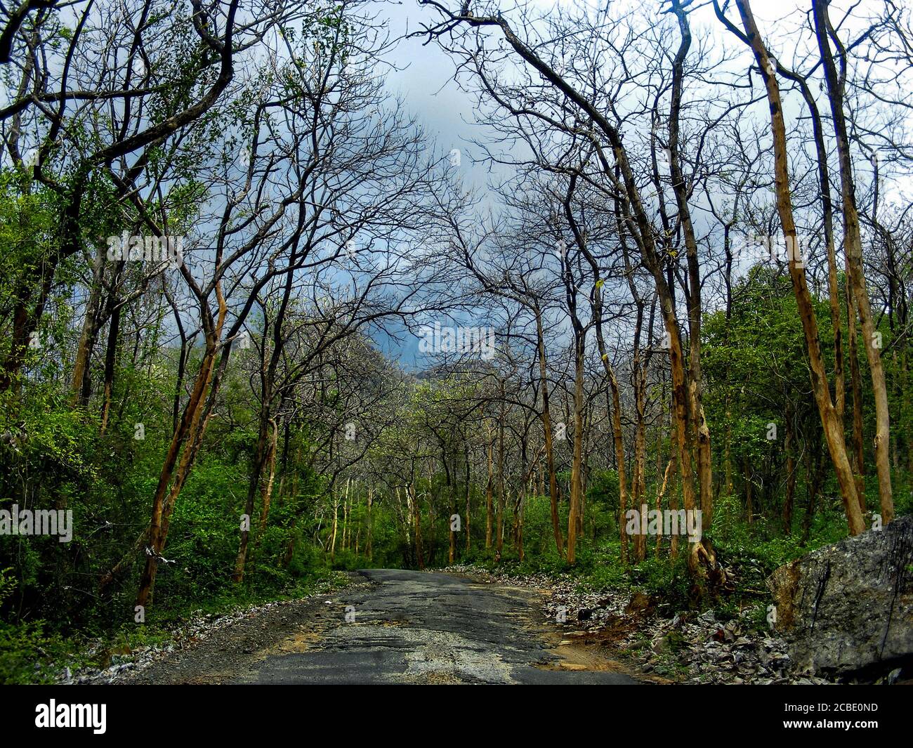 Kalakkad – Mundanthurai Tiger Reserve, Tamil Nadu, is famed for its ...