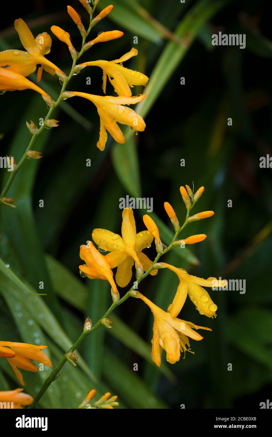 Closeup of the flowers of the Crocosmia plant Stock Photo - Alamy