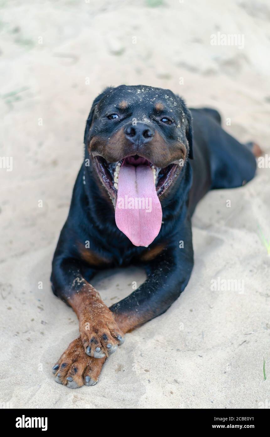 Portrait of a dog breed rottweiler lying on the sand. Large male with ...