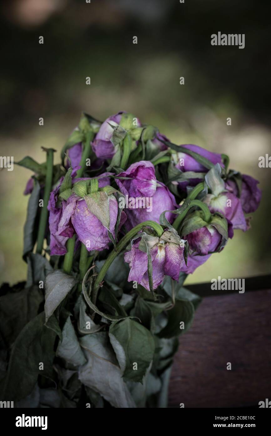 Dead bouquet hi-res stock photography and images - Alamy