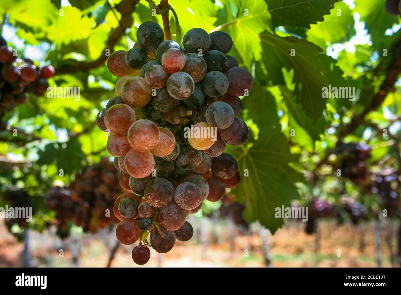 Farmers in a vineyard, grapes with leaves in a grapes farm at Cumbum ...
