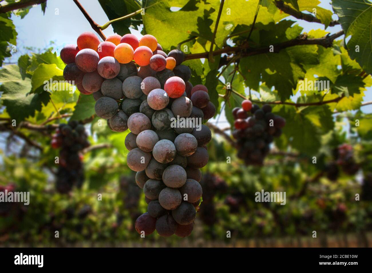 Farmers in a vineyard, grapes with leaves in a grapes farm at Cumbum ...