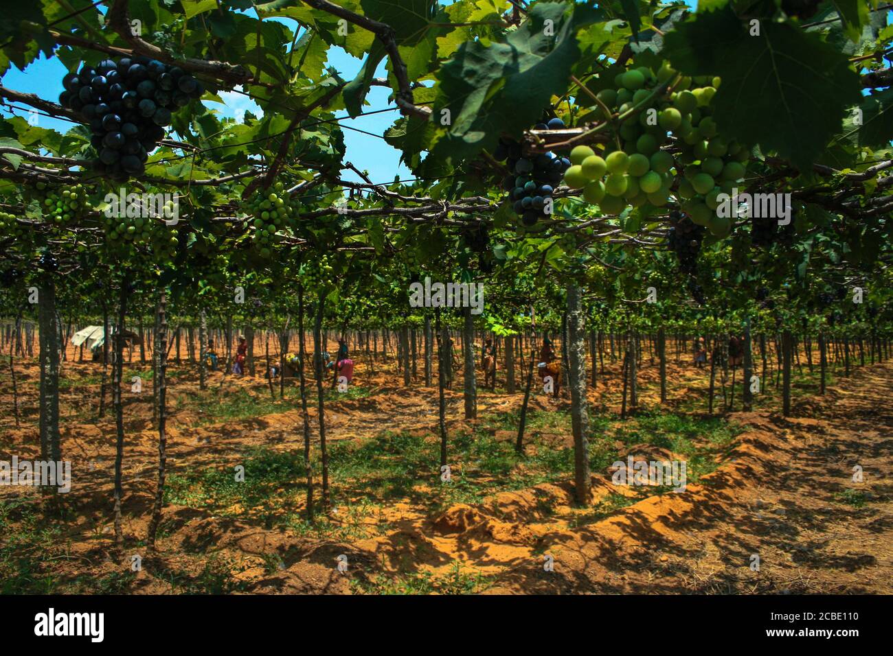 Farmers in a vineyard, grapes with leaves in a grapes farm at Cumbum ...