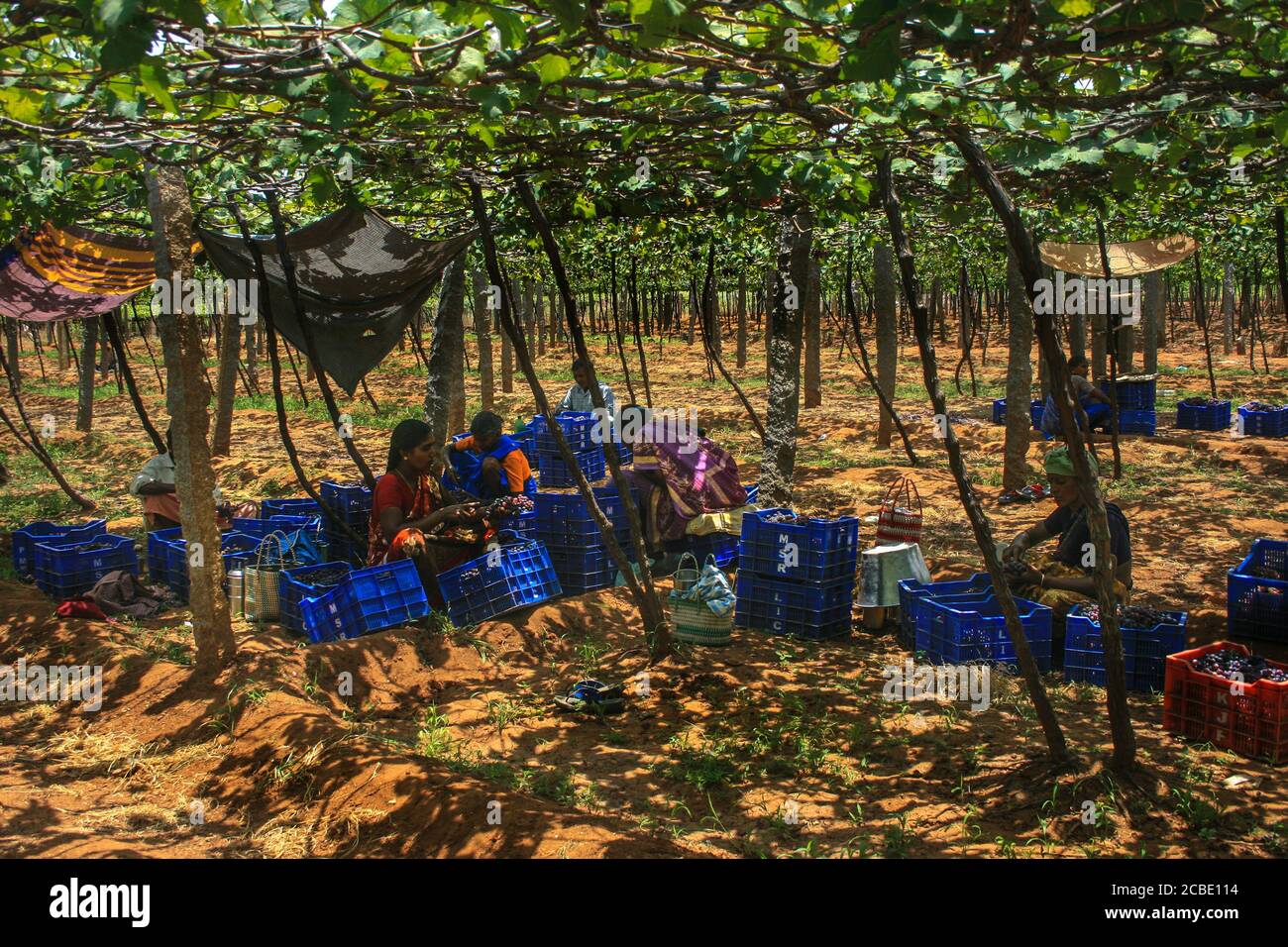 Cumbum hi-res stock photography and images - Alamy