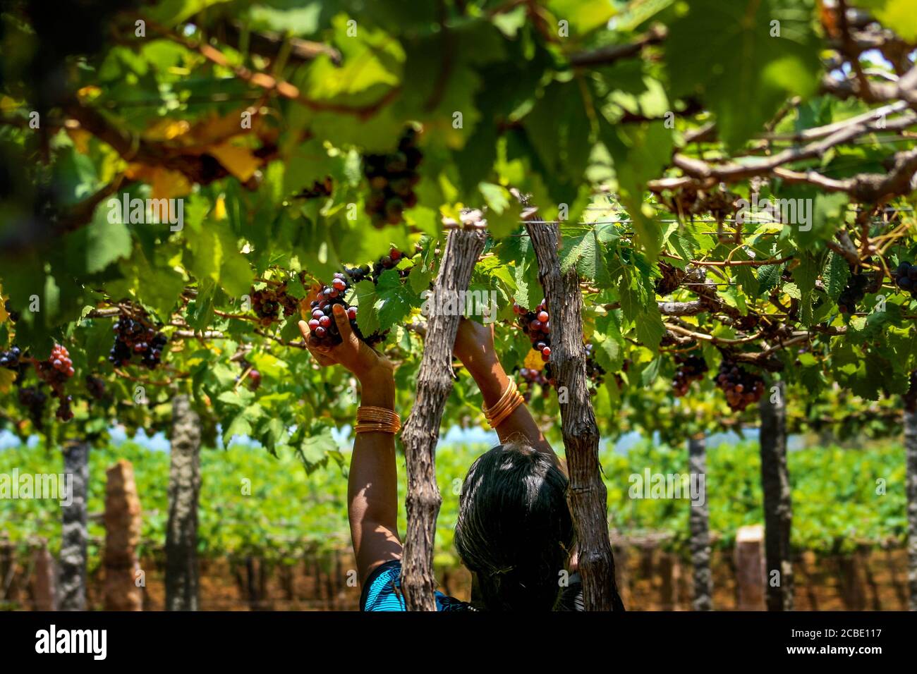 Farmers in a vineyard, grapes with leaves in a grapes farm at Cumbum ...