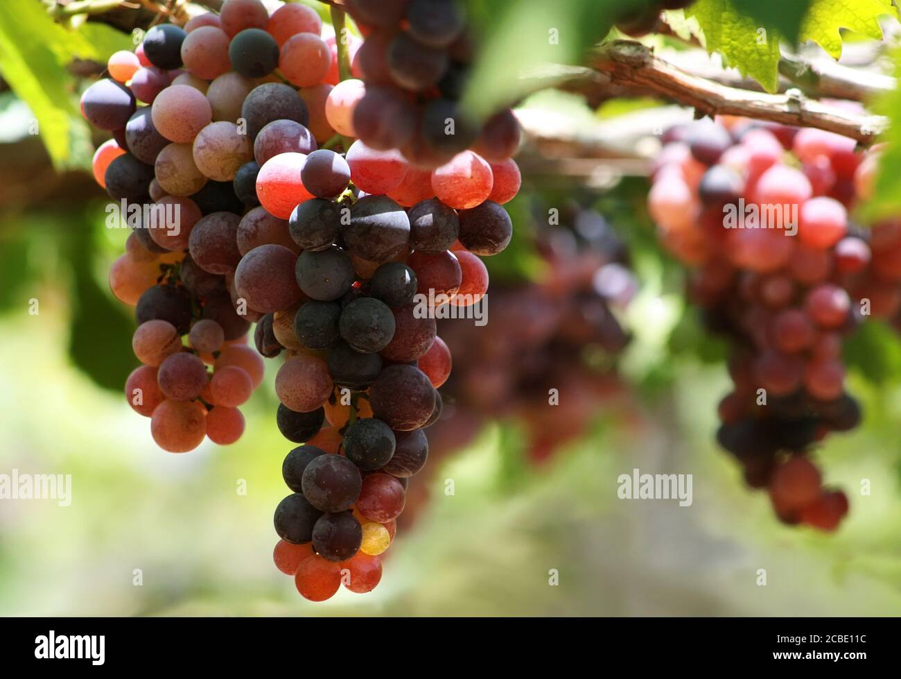 Farmers in a vineyard, grapes with leaves in a grapes farm at Cumbum ...