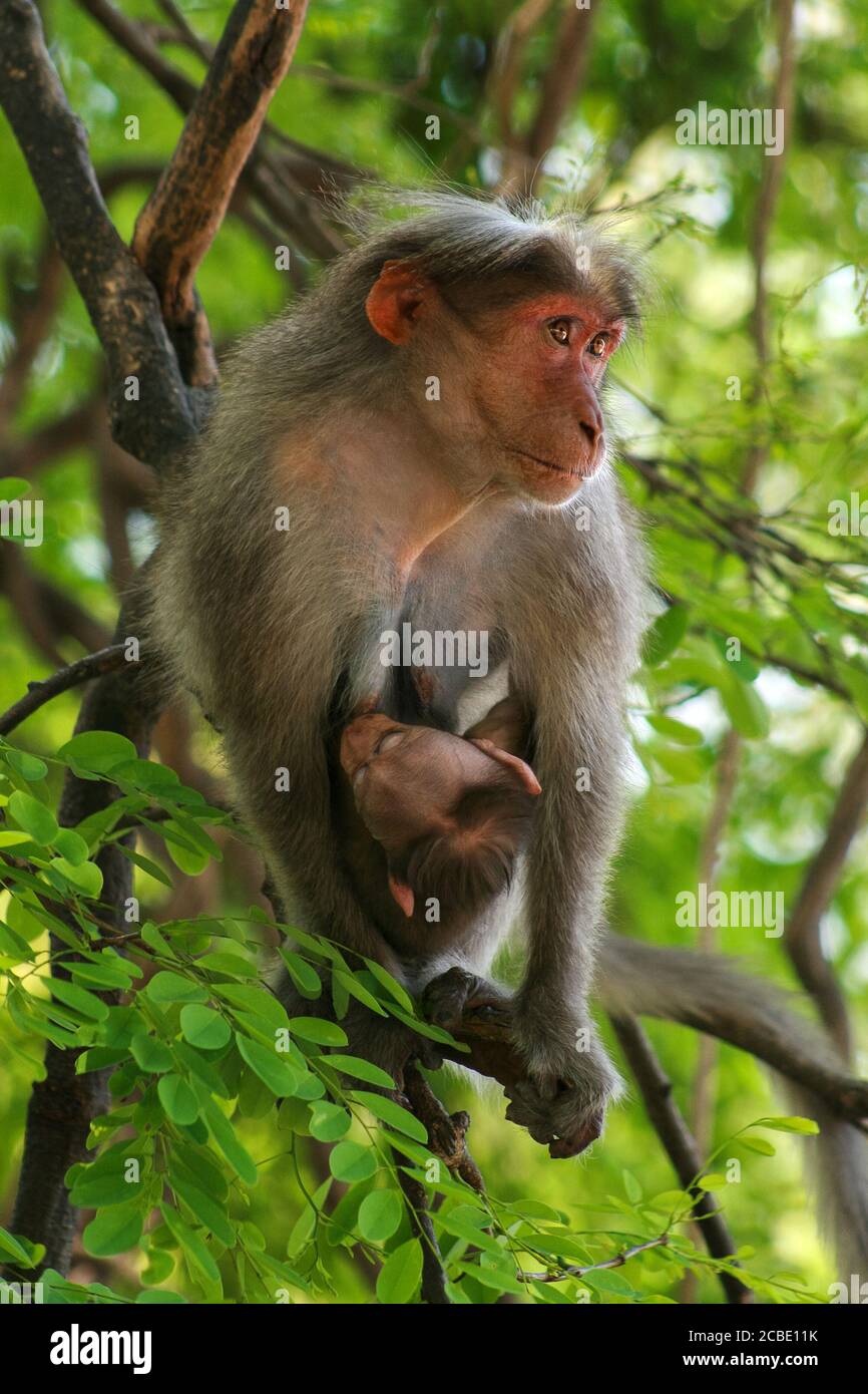 Monkeys, Tamil Nadu is famed for its Dravidian-style Hindu temples. A ...