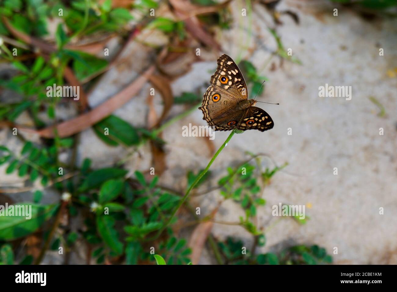 Monarch butterfly top view hi-res stock photography and images - Alamy