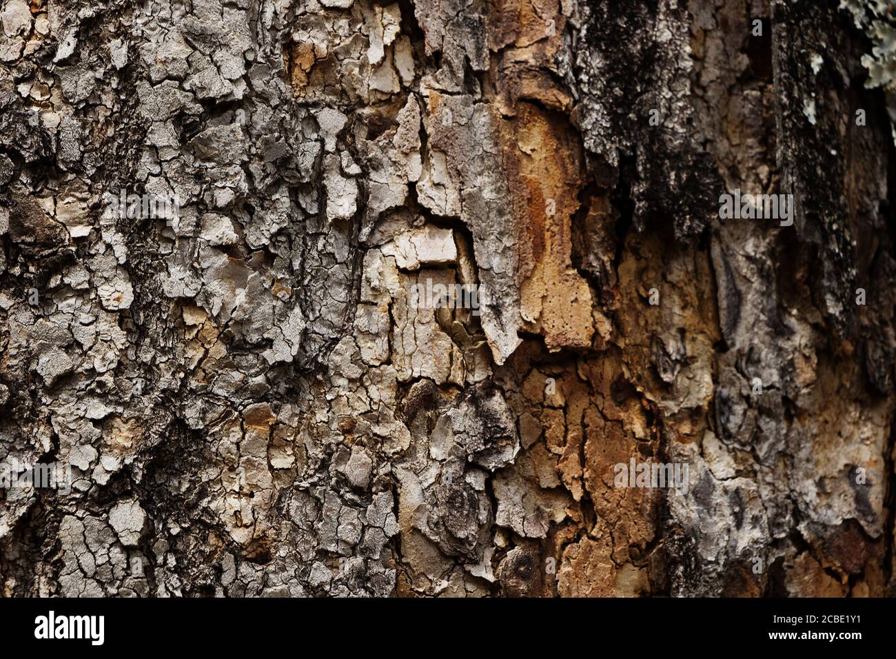 Closeup shot of a tree trunk texture - perfect for background or ...