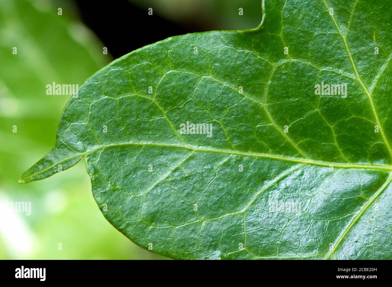 Leaf cells pattern hi-res stock photography and images - Alamy