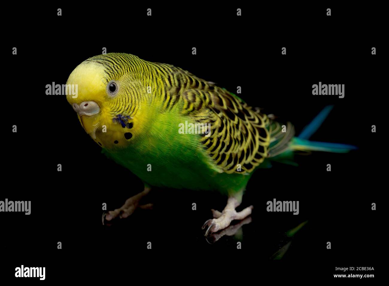 Parakeets budgerigar bird (Melopsittacus undulatus) budgie isolated on ...