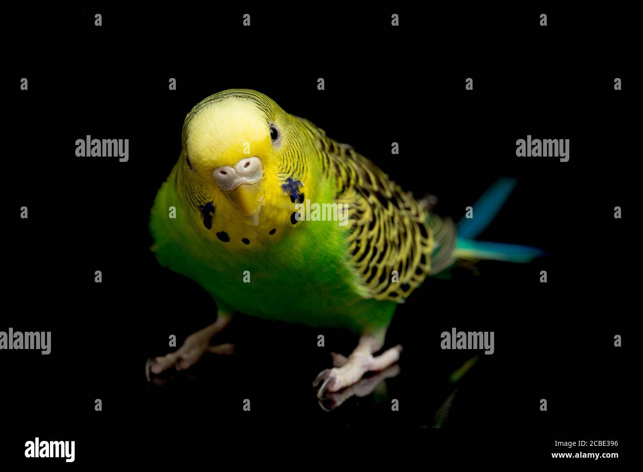 Parakeets budgerigar bird (Melopsittacus undulatus) budgie isolated on ...