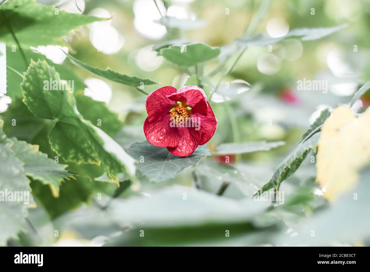 Flowering maple (abutilon) plant blooming with red flowers Stock Photo ...