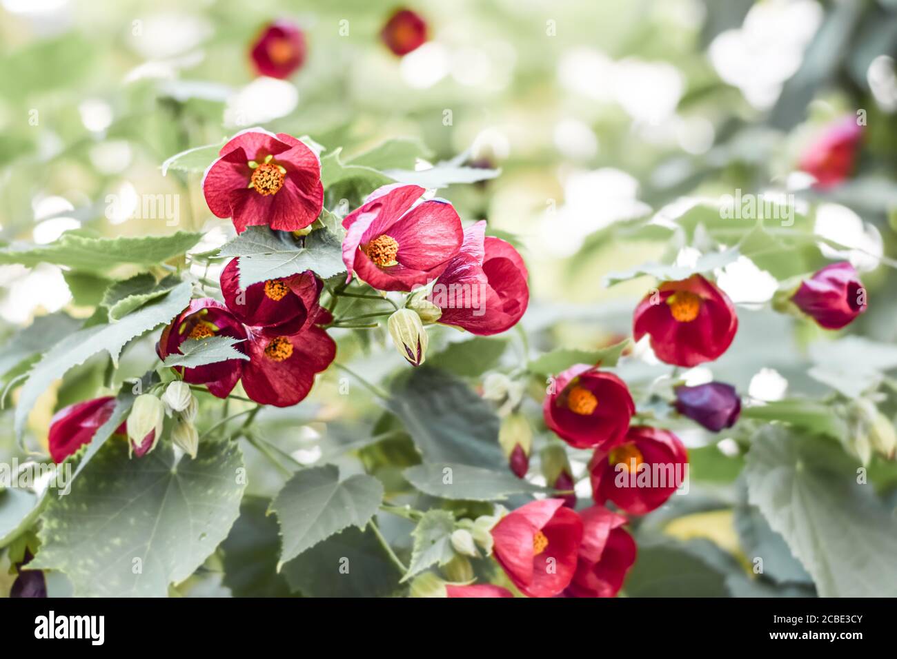 Flowering maple (abutilon) plant blooming with red flowers Stock Photo ...