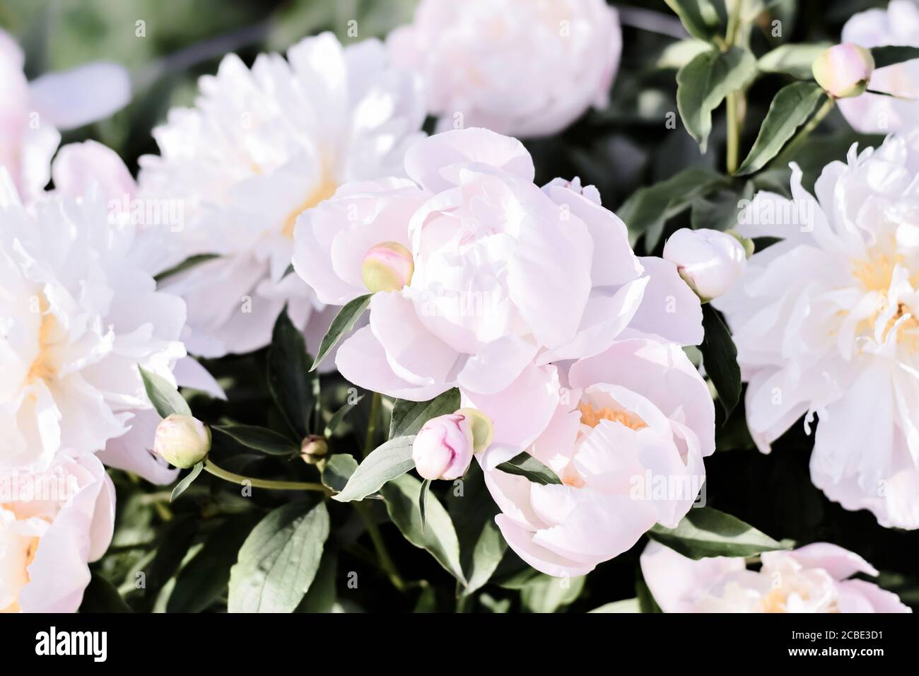Solange peony hi-res stock photography and images - Alamy