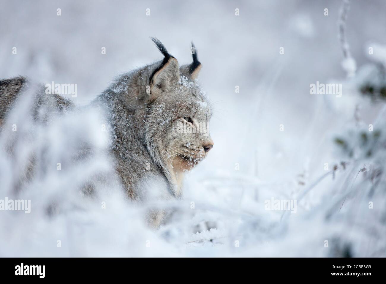 Lynx habitat hi-res stock photography and images - Alamy