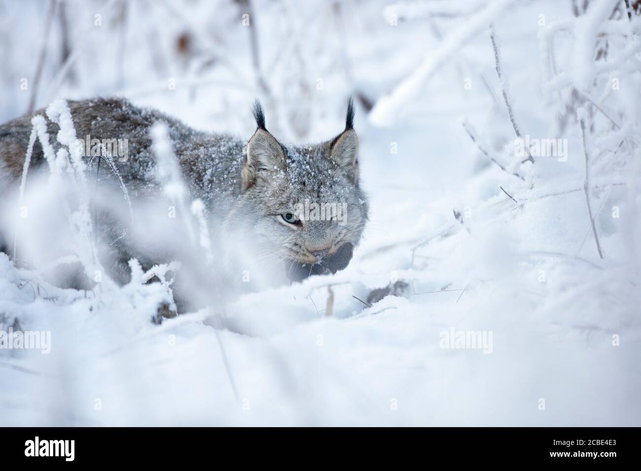 Dead lynx is hi-res stock photography and images - Alamy