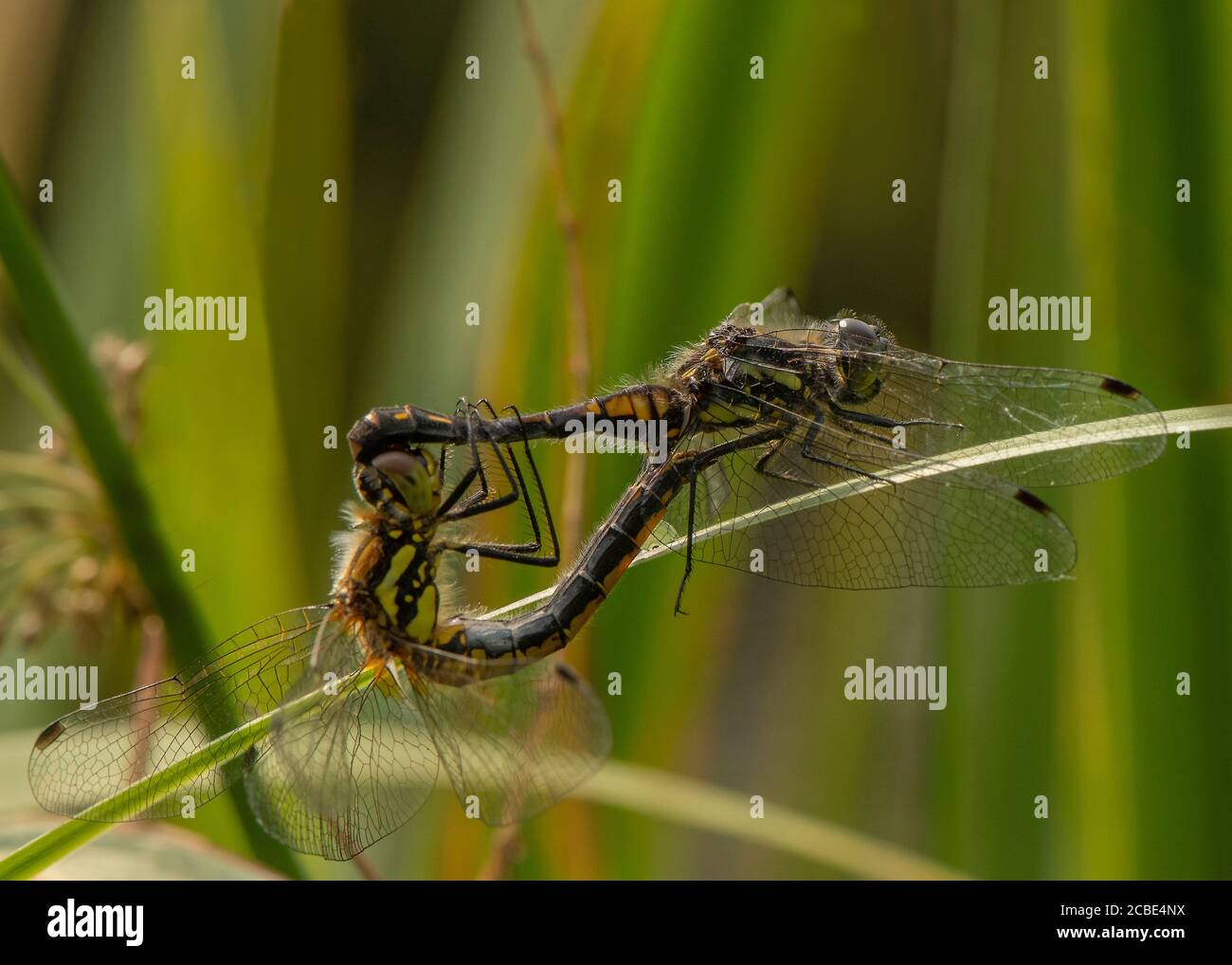 Scotland insects hi-res stock photography and images - Alamy