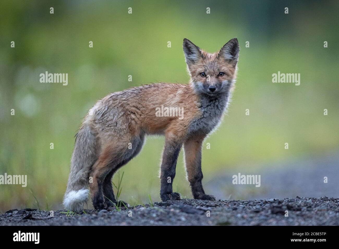Fox in natural lighting hi-res stock photography and images - Alamy