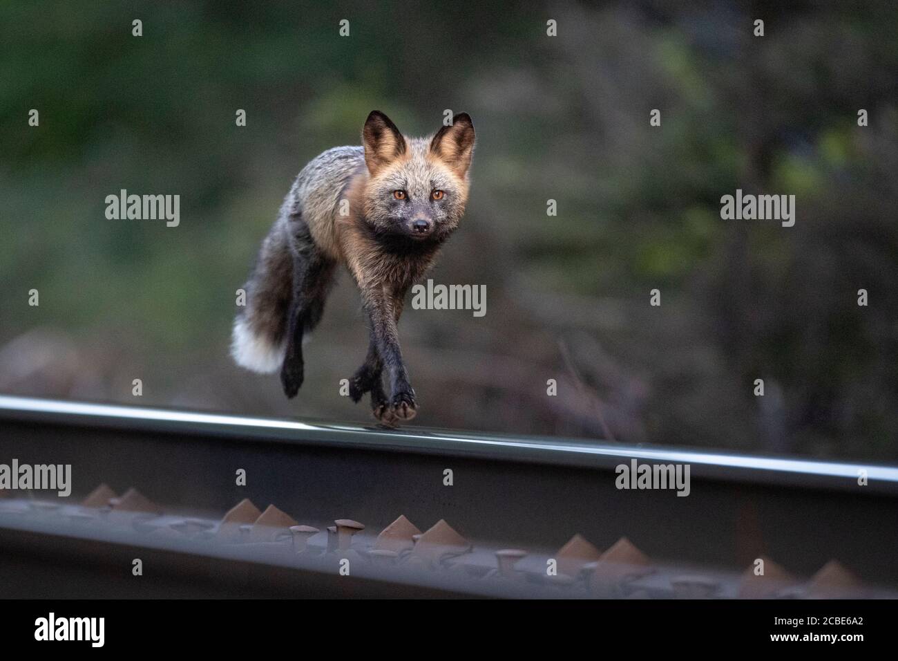Adult red fox hi-res stock photography and images - Alamy