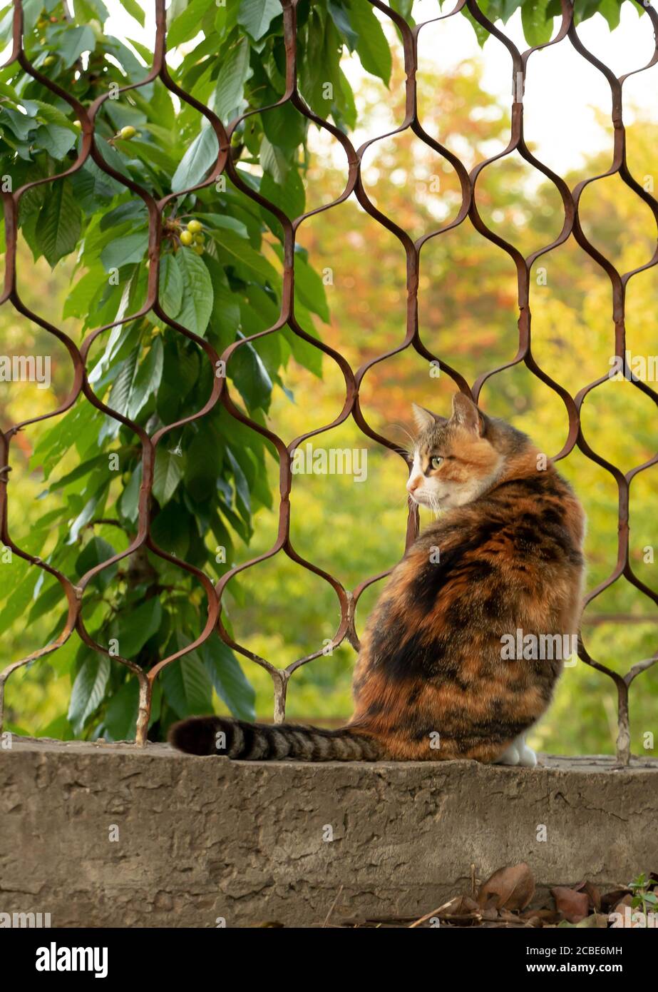 Portrait of a cat that sits back and looks into the camera Stock Photo ...