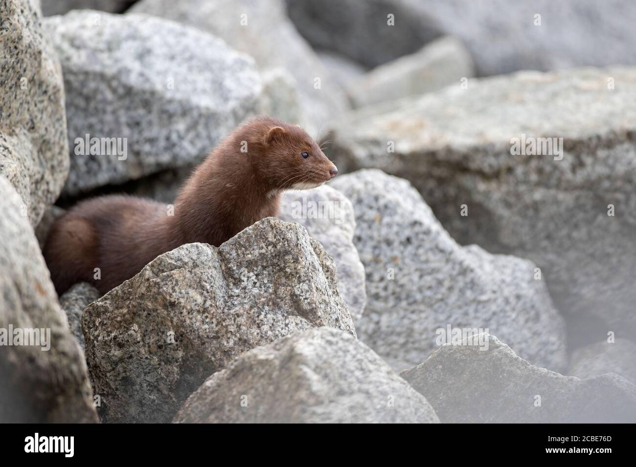 American mink (Neogale vison) peers from between granite rocks, its ...