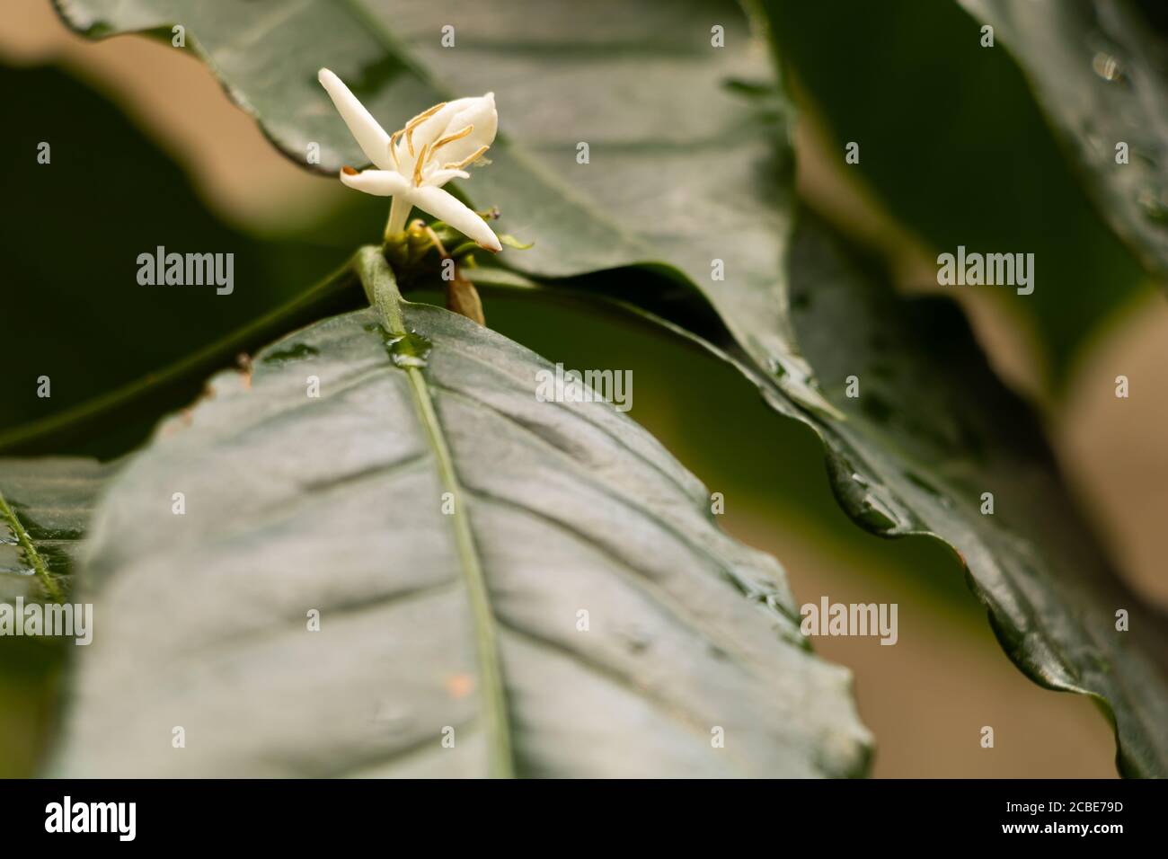 Coffee tree with lovely white bloom and tiny Stock Photo - Alamy